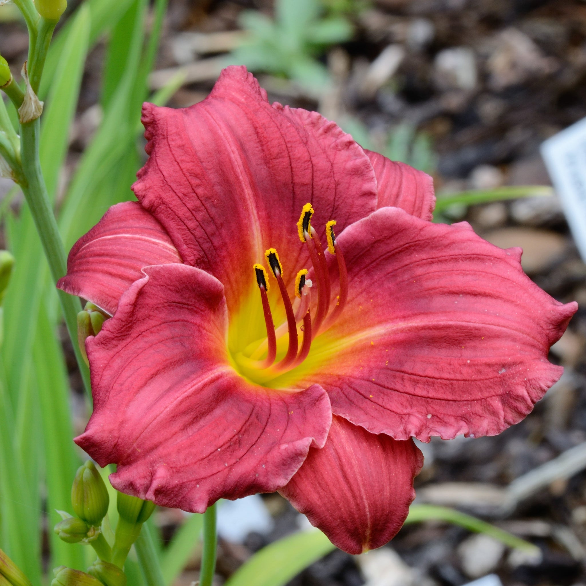 10 MIXED COLORS DAYLILY Hemerocallis Day Lily Fine Mix Red Purple Flow ...