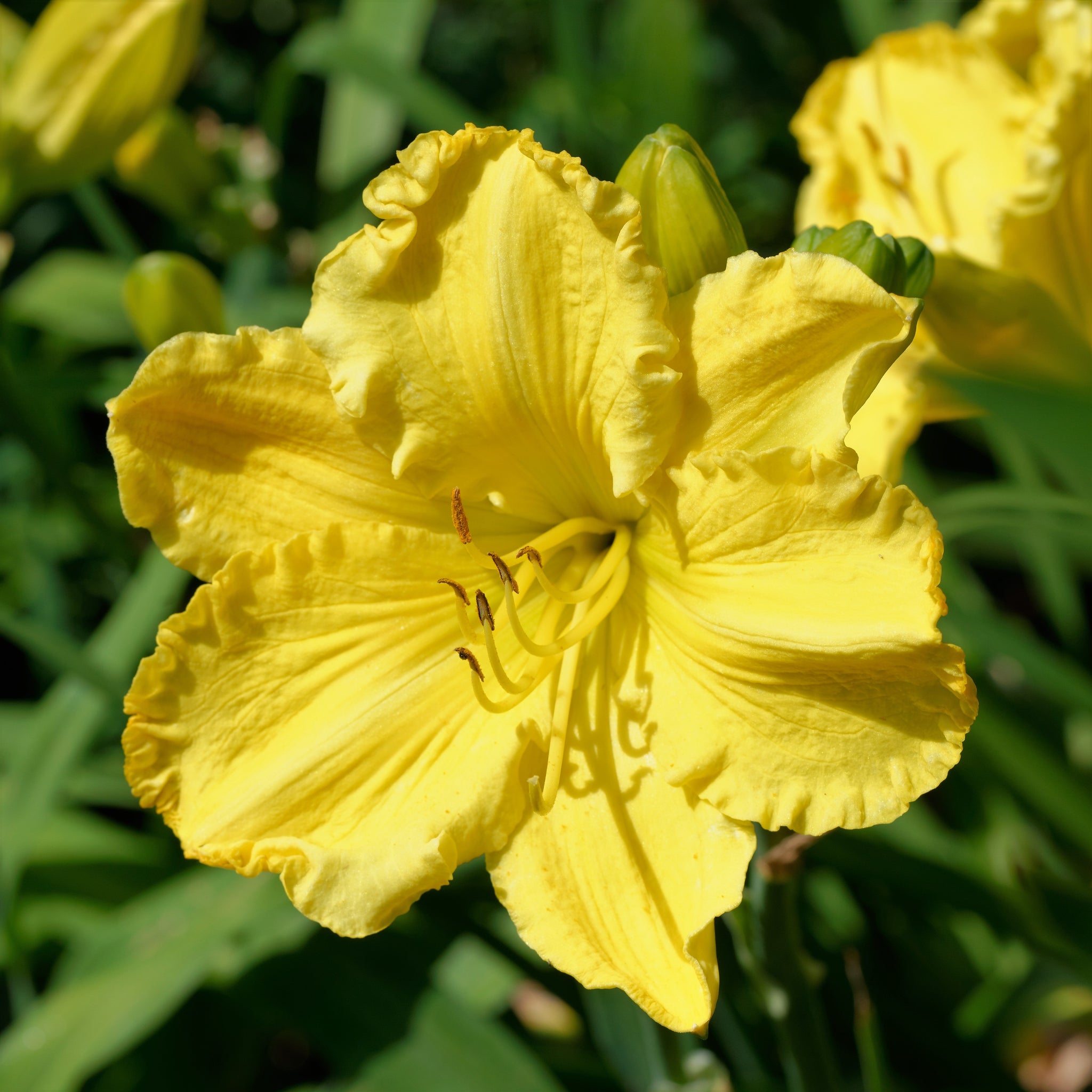10 MIXED COLORS DAYLILY Hemerocallis Day Lily Fine Mix Red Purple Flow ...
