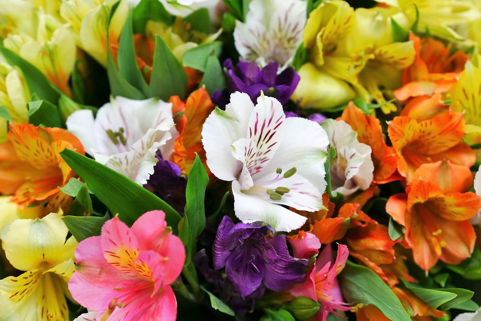 10 PERUVIAN LILY MIX Alstroemeria Ligtu Myers Hybrids Mixed Colors Flo ...
