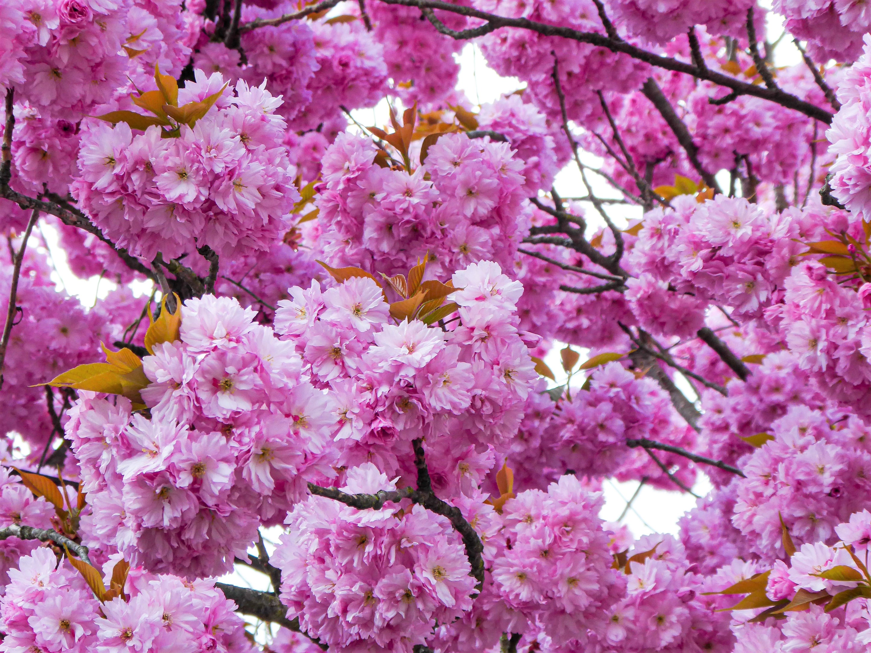 10 JAPANESE FLOWERING CHERRY Tree Oriental Prunus Serrulata Flower See ...