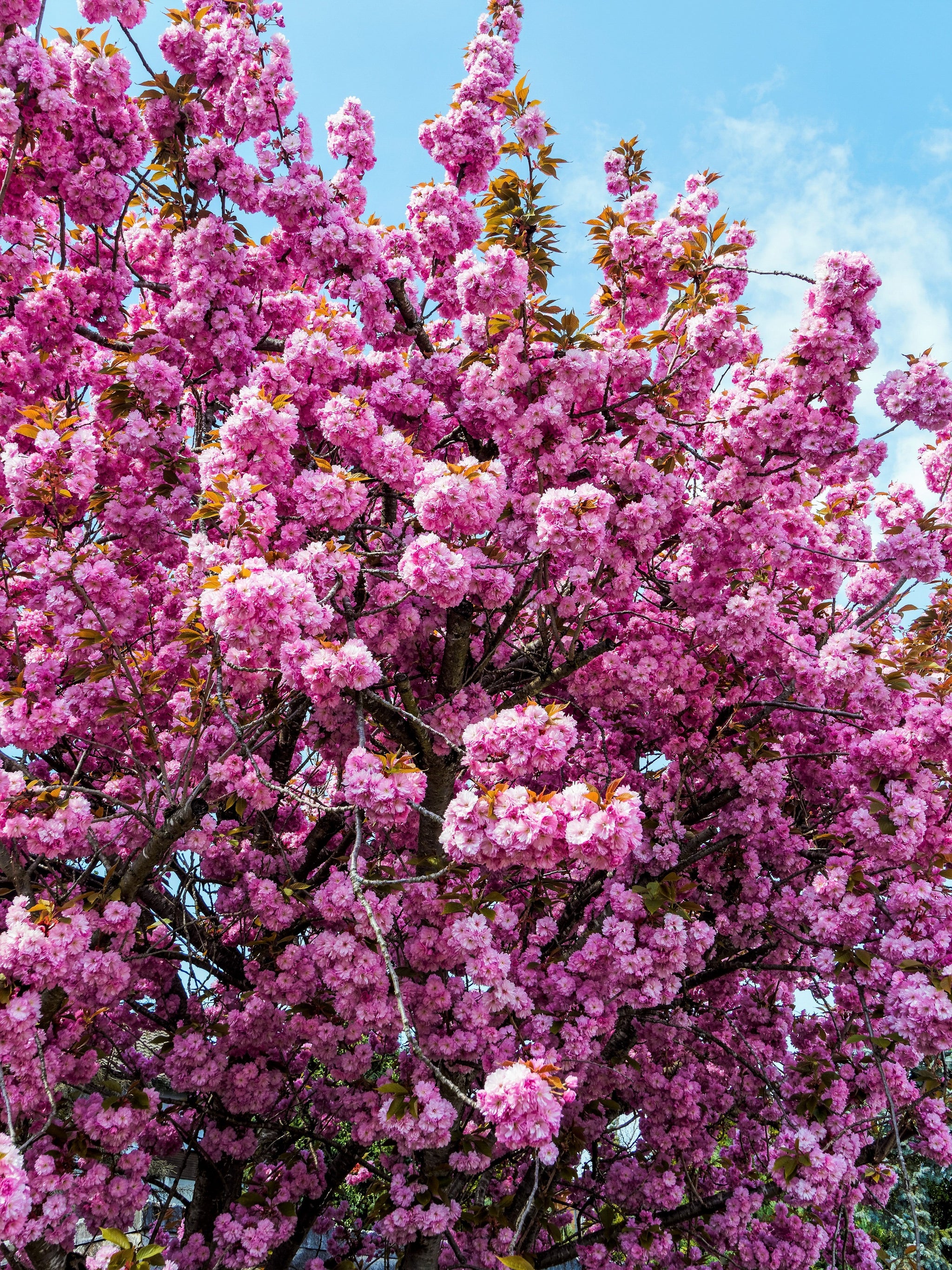 10 JAPANESE FLOWERING CHERRY Tree Oriental Prunus Serrulata Flower See ...