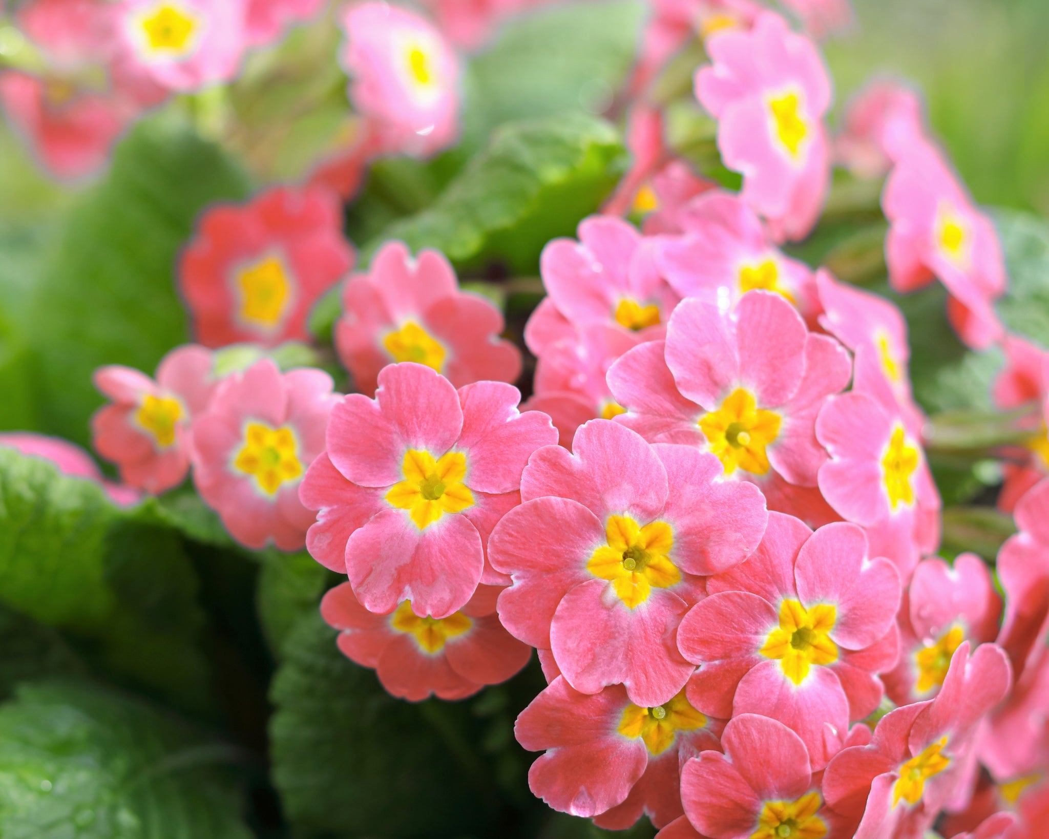50 MIXED ENGLISH PRIMROSE Primula Vulgaris Acaulis Shade Houseplant Fl ...