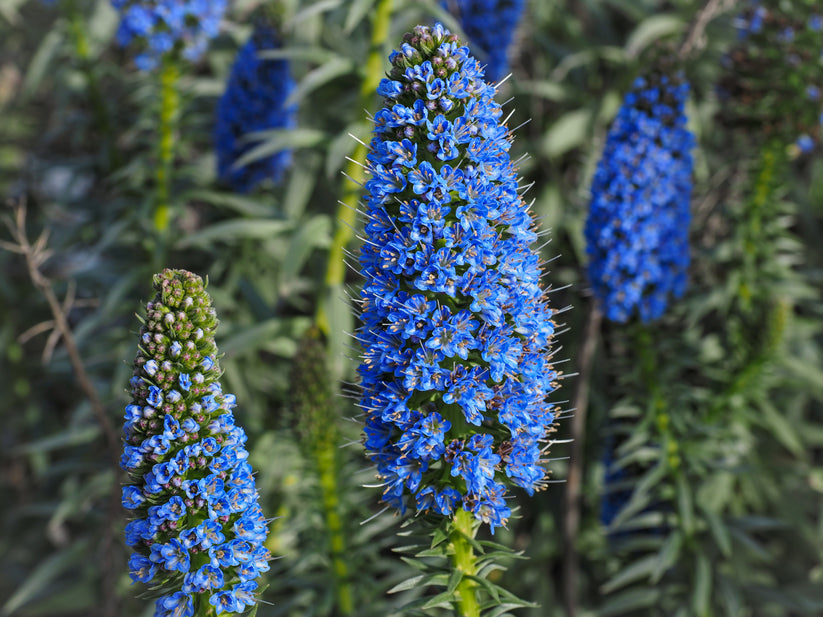 40 Blue PRIDE OF MADEIRA Echium Candicans Fastuosum Nectar Flower Seed ...