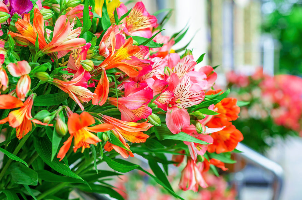 10 PERUVIAN LILY MIX Alstroemeria Ligtu Myers Hybrids Mixed Colors Flo ...