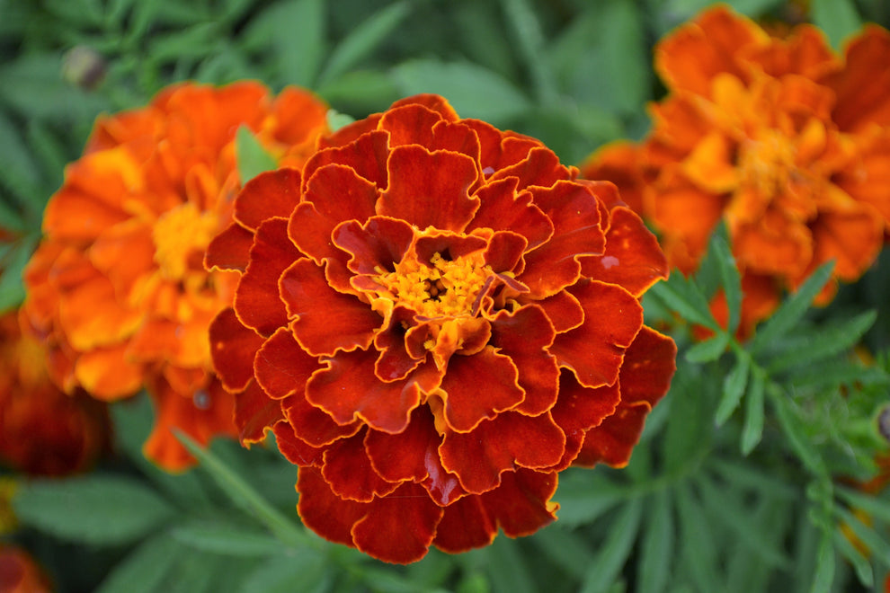 400 FRENCH MARIGOLD SPARKY Mixed Colors Tagetes Patula Orange Yellow R ...