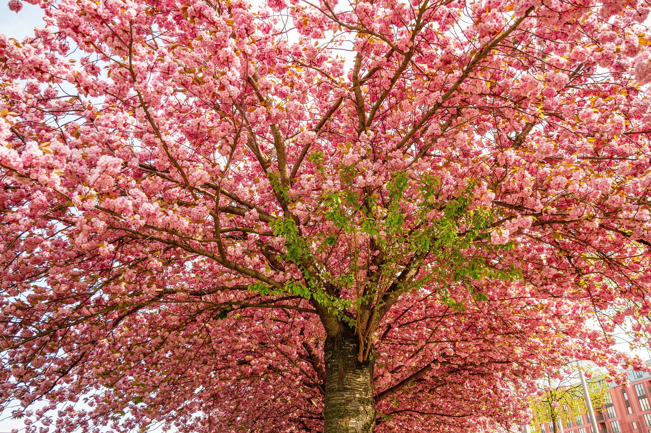 10 JAPANESE FLOWERING CHERRY Tree Oriental Prunus Serrulata Flower See ...