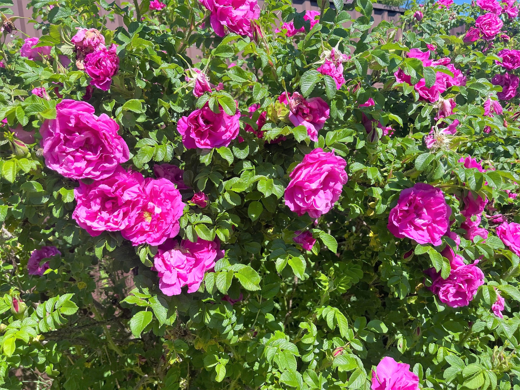 50 Pink BEACH ROSE aka Seaside or Sand Rose, Beach Tomato Rosa Rugosa ...
