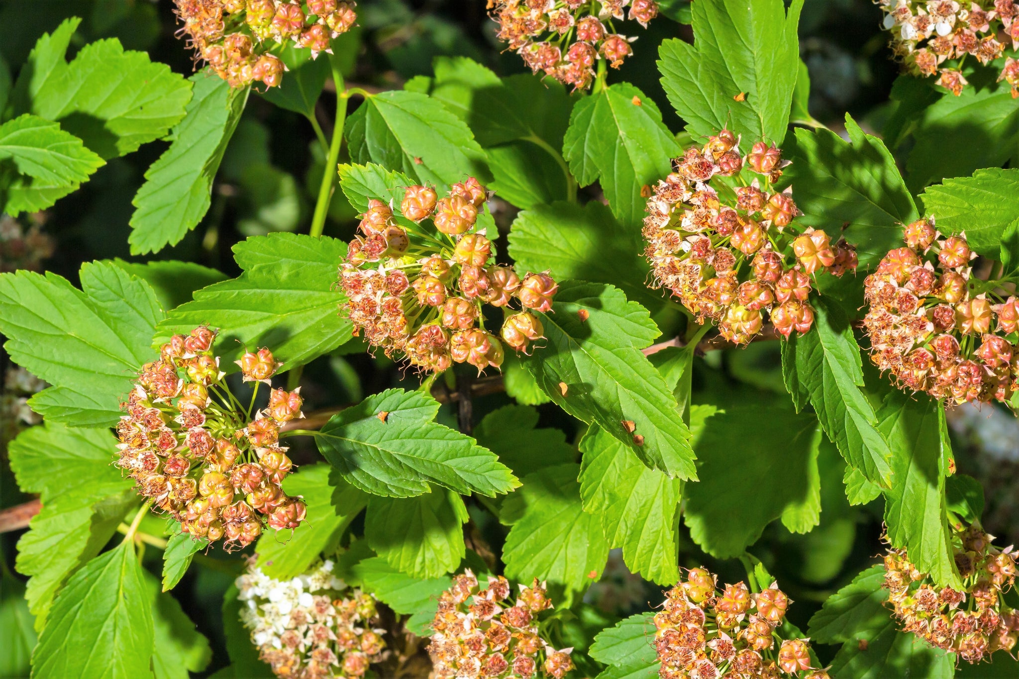 50 PACIFIC NINEBARK Physocarpus Capitatus Western Ninebark Native Whit ...