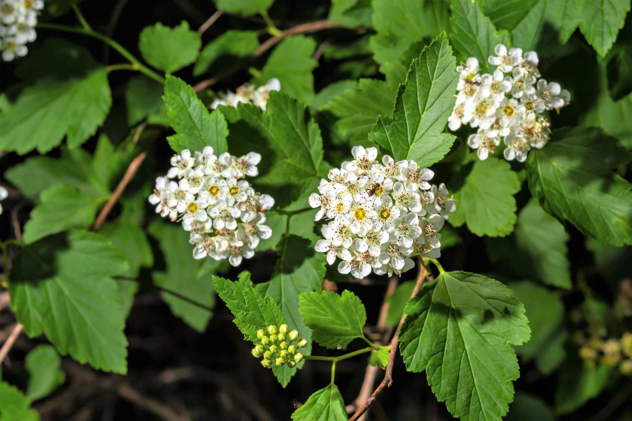 50 PACIFIC NINEBARK Physocarpus Capitatus Western Ninebark Native Whit ...
