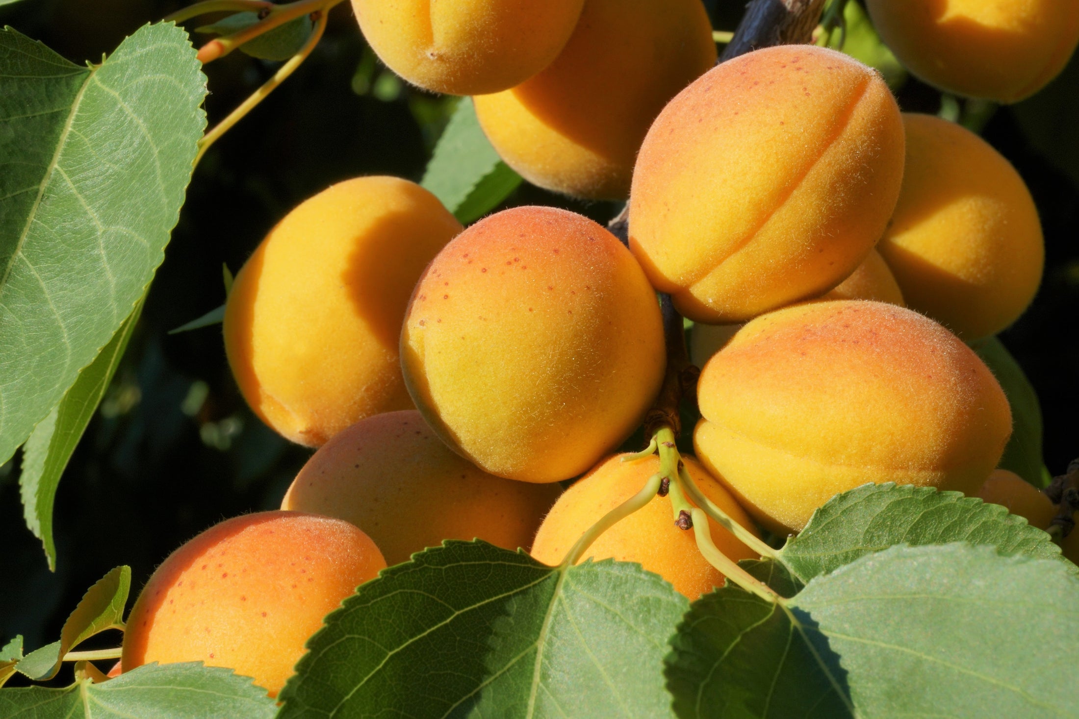 5 MANCHURIAN APRICOT Fruit Tree Flowering Prunus Mandshurica Seeds ...