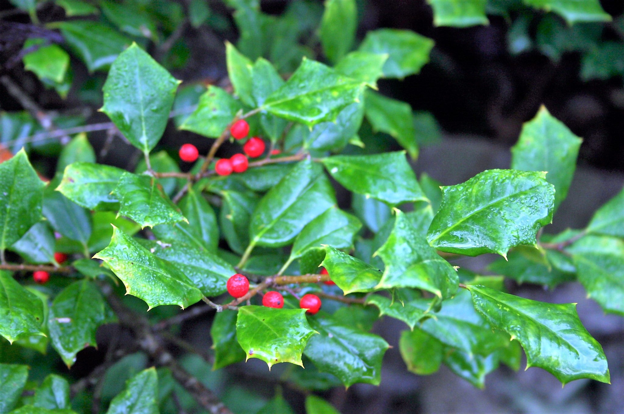 40 AMERICAN HOLLY Ilex Opaca Tree Shrub Evergreen Red Berry Seeds - ak ...