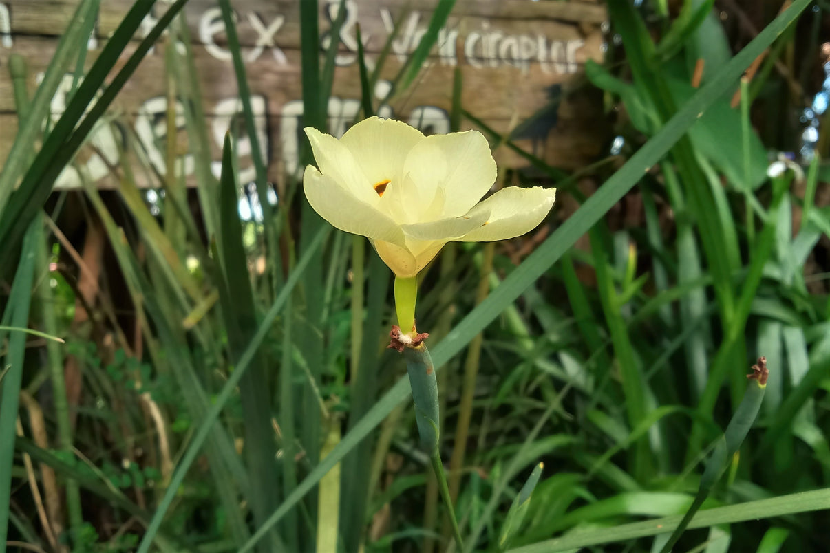 20 YELLOW AFRICAN IRIS Fortnight Lily Dietes Bicolor Butterfly Flag Sp ...