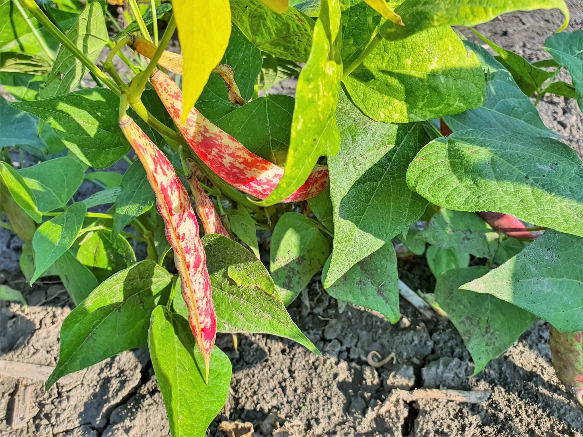25 DWARF HORTICULTURE BEAN Taylor Long French Phaseolus Vulgaris Veget ...