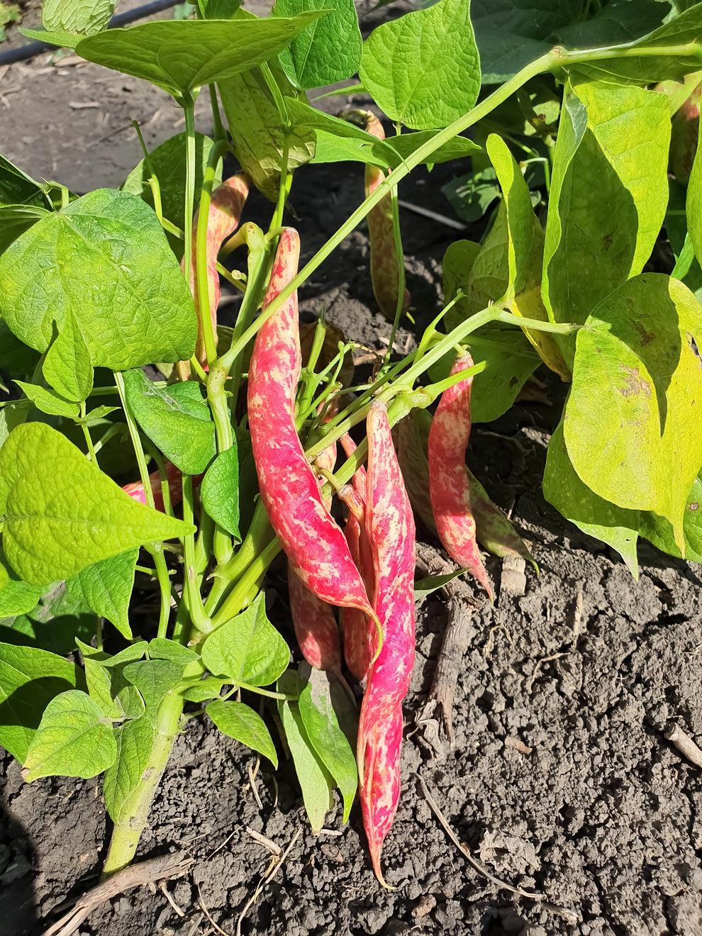 25 DWARF HORTICULTURE BEAN Taylor Long French Phaseolus Vulgaris Veget ...