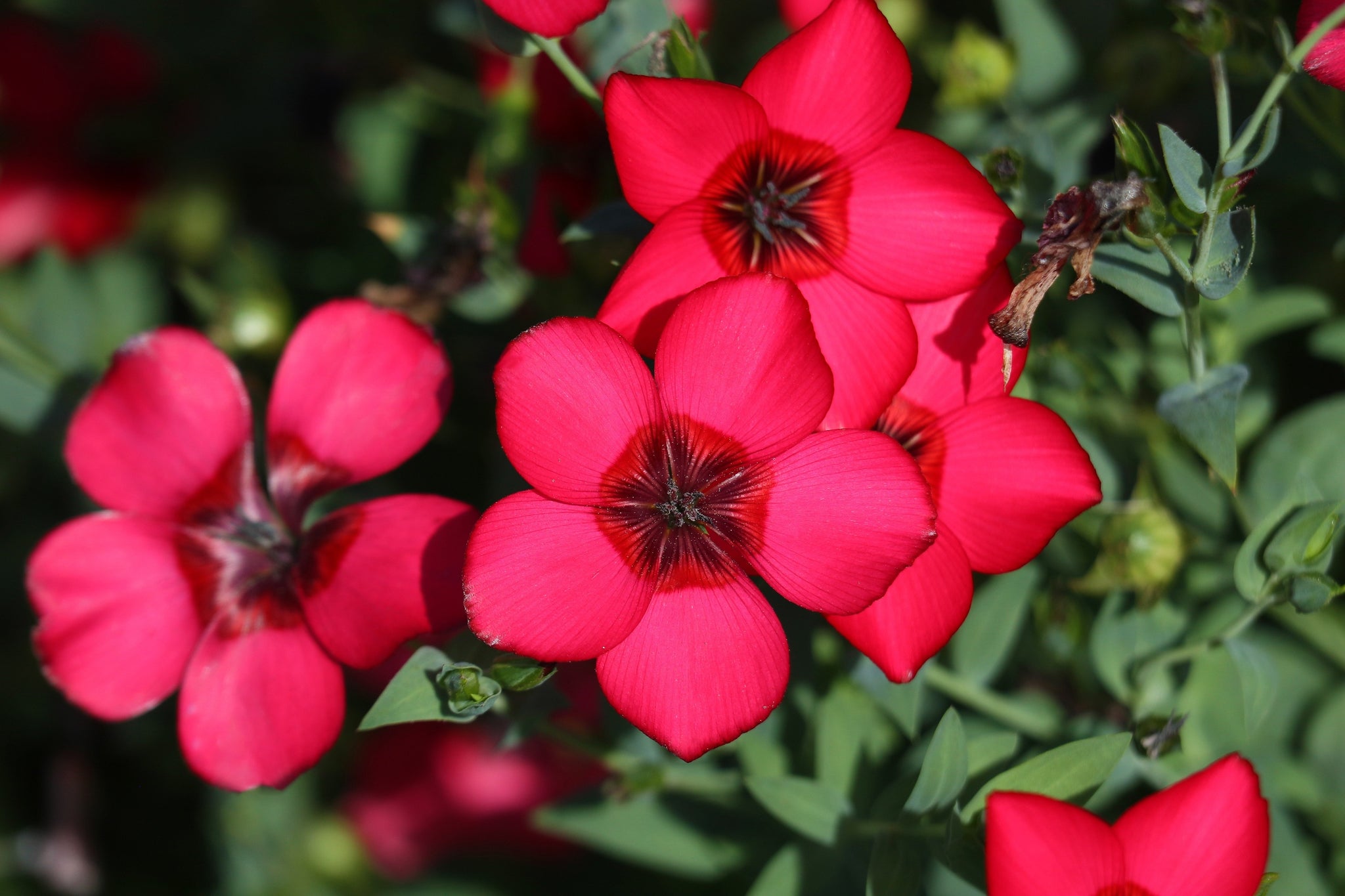 500 Red SCARLET FLAX Linum Grandiflorum Rubrum Flower Seeds – Seedville USA