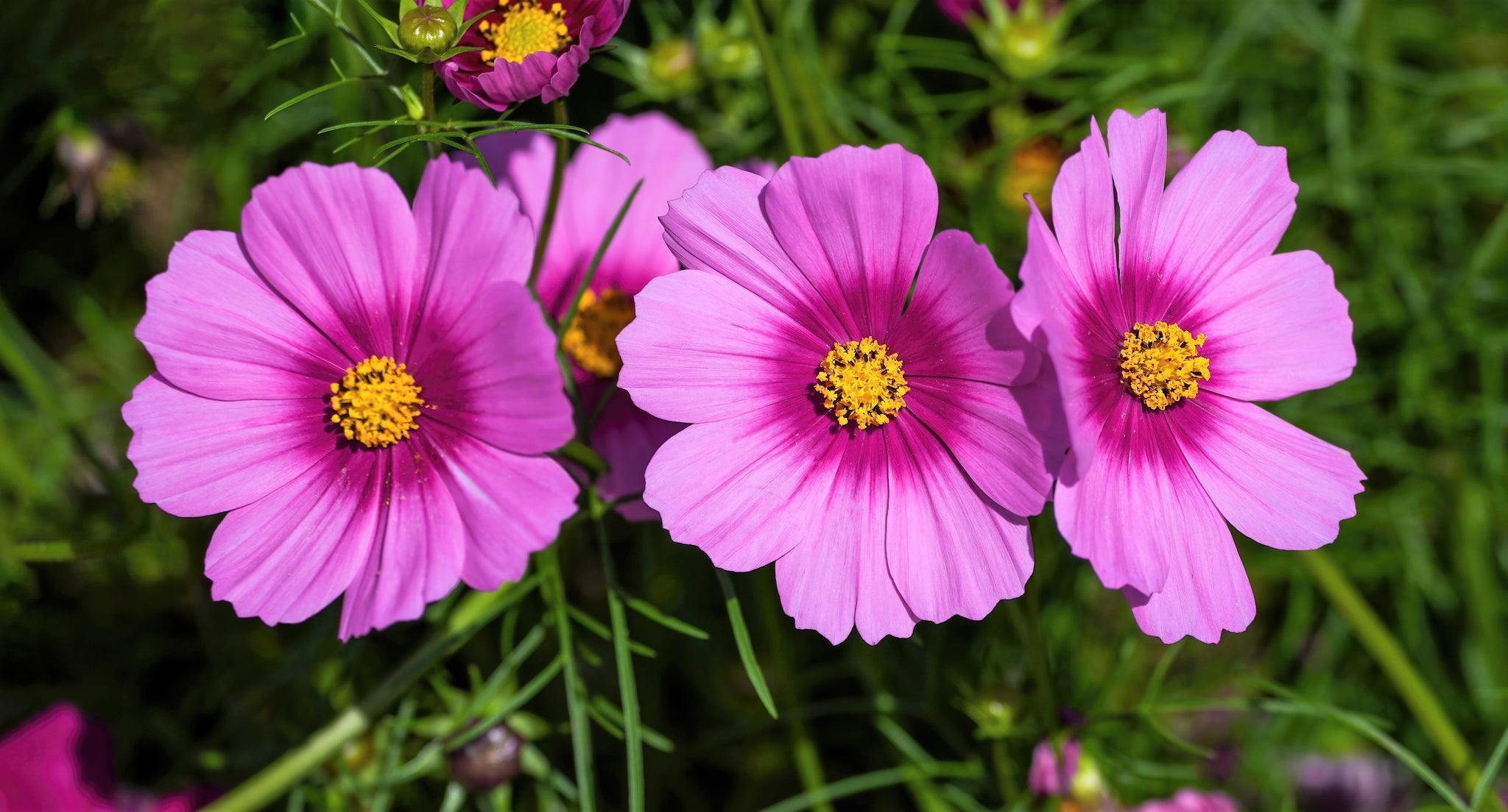 300 GLORIA COSMOS Bipinnatus 2-Tone Pink Fast Growing Flower Seeds ...