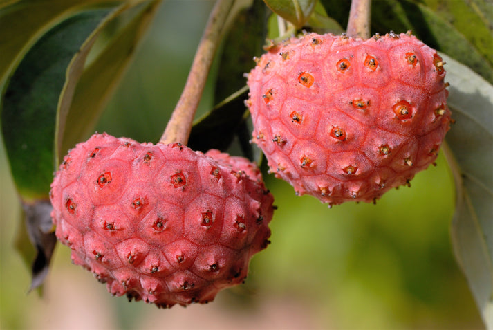 5 PINK DOGWOOD Tree Cornus Capitata Angustata Kousa Ornamental Floweri ...