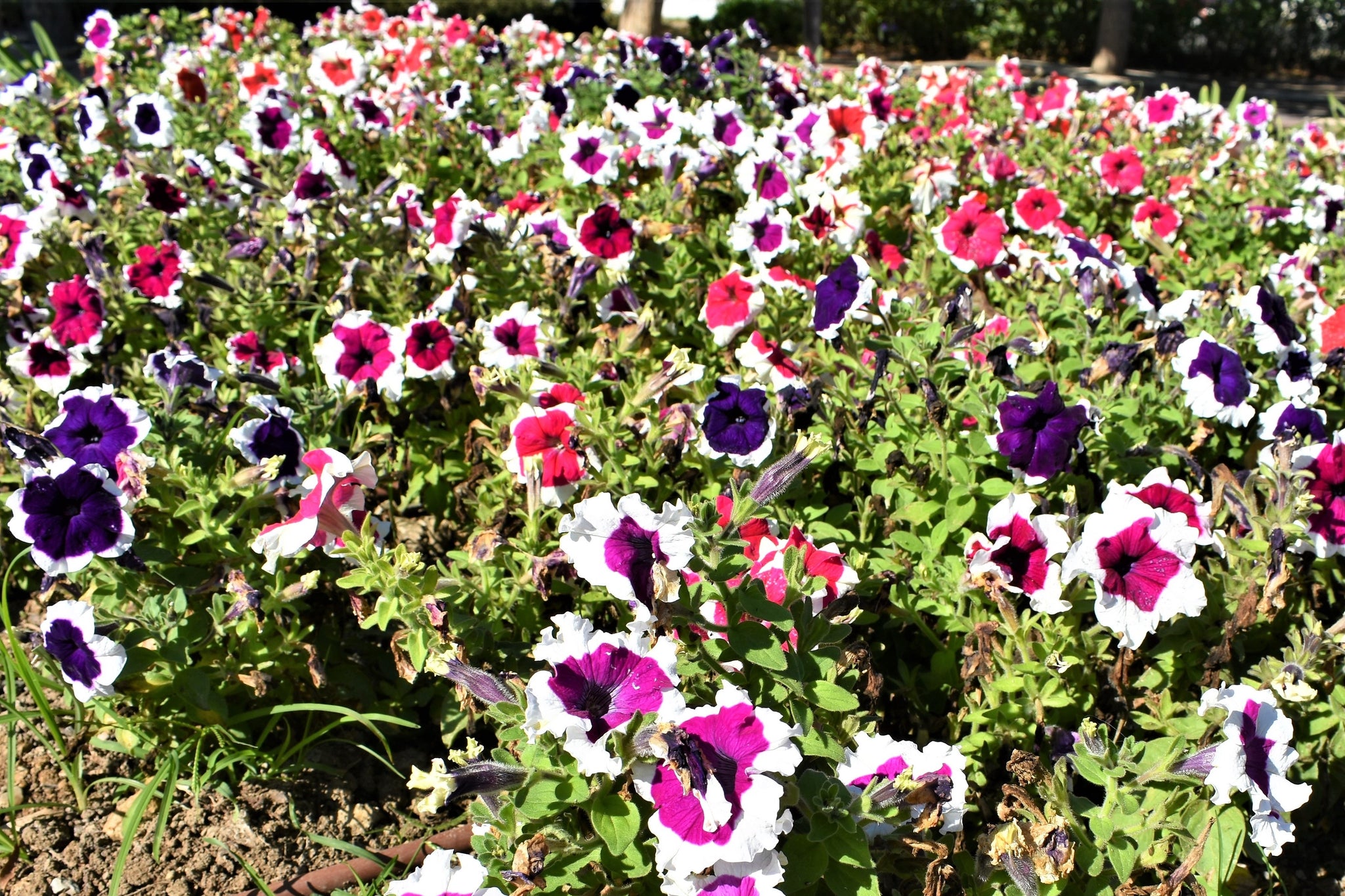 50 PICOTEE MIX PETUNIA Multiflora Mixed Colors Bicolor White Blue Purp ...