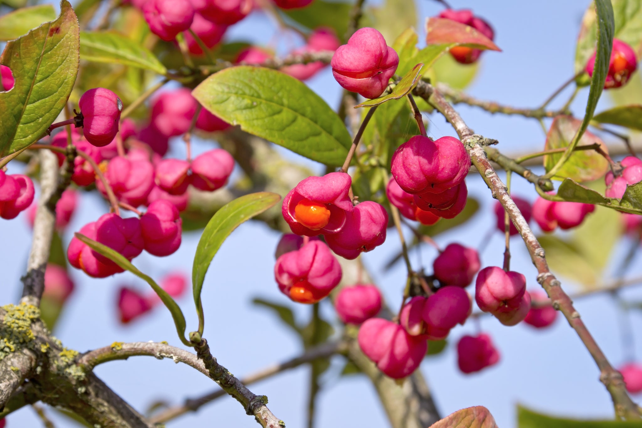 25 EUROPEAN SPINDLE TREE Euonymus Europaeus Spindletree Pink & Orange ...
