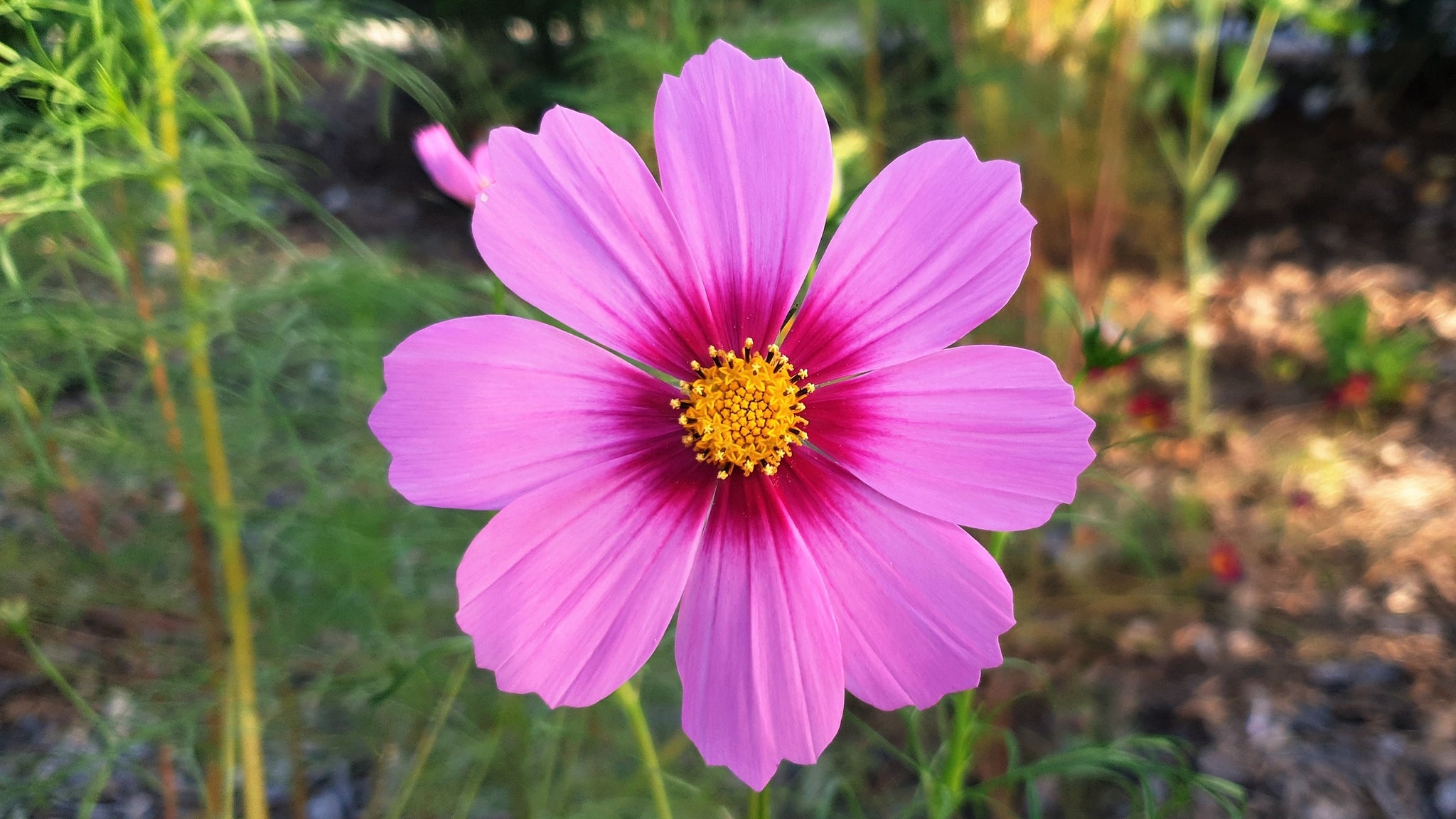 300 GLORIA COSMOS Bipinnatus 2-Tone Pink Fast Growing Flower Seeds ...