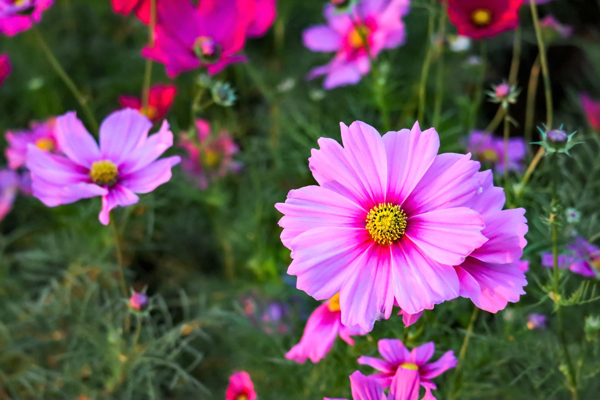 300 GLORIA COSMOS Bipinnatus 2-Tone Pink Fast Growing Flower Seeds ...