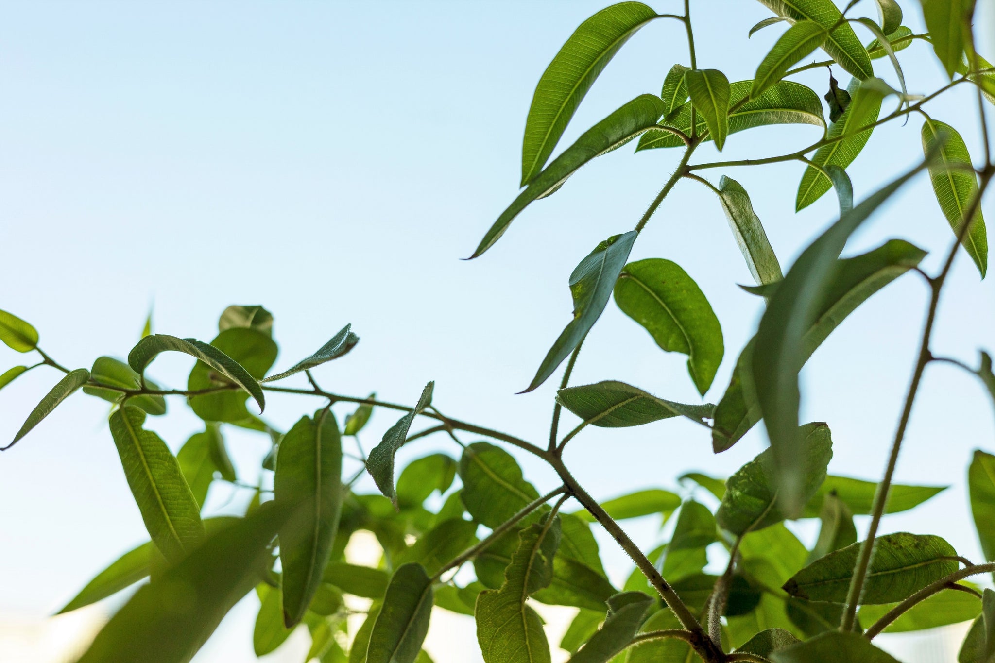 50 LEMON SCENTED EUCALYPTUS Citriodora Tree aka Lemon Bush & Spotted G ...