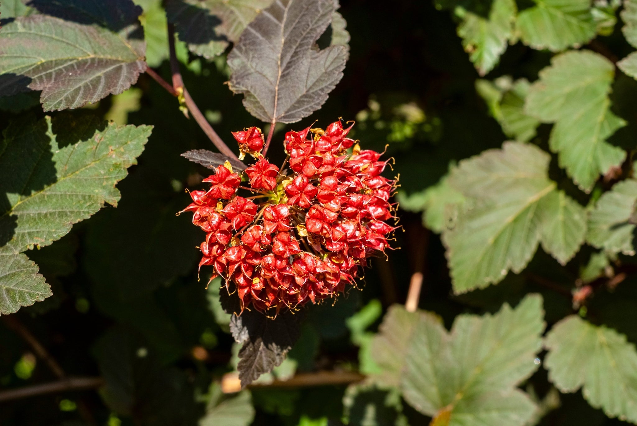50 PACIFIC NINEBARK Physocarpus Capitatus Western Ninebark Native Whit ...