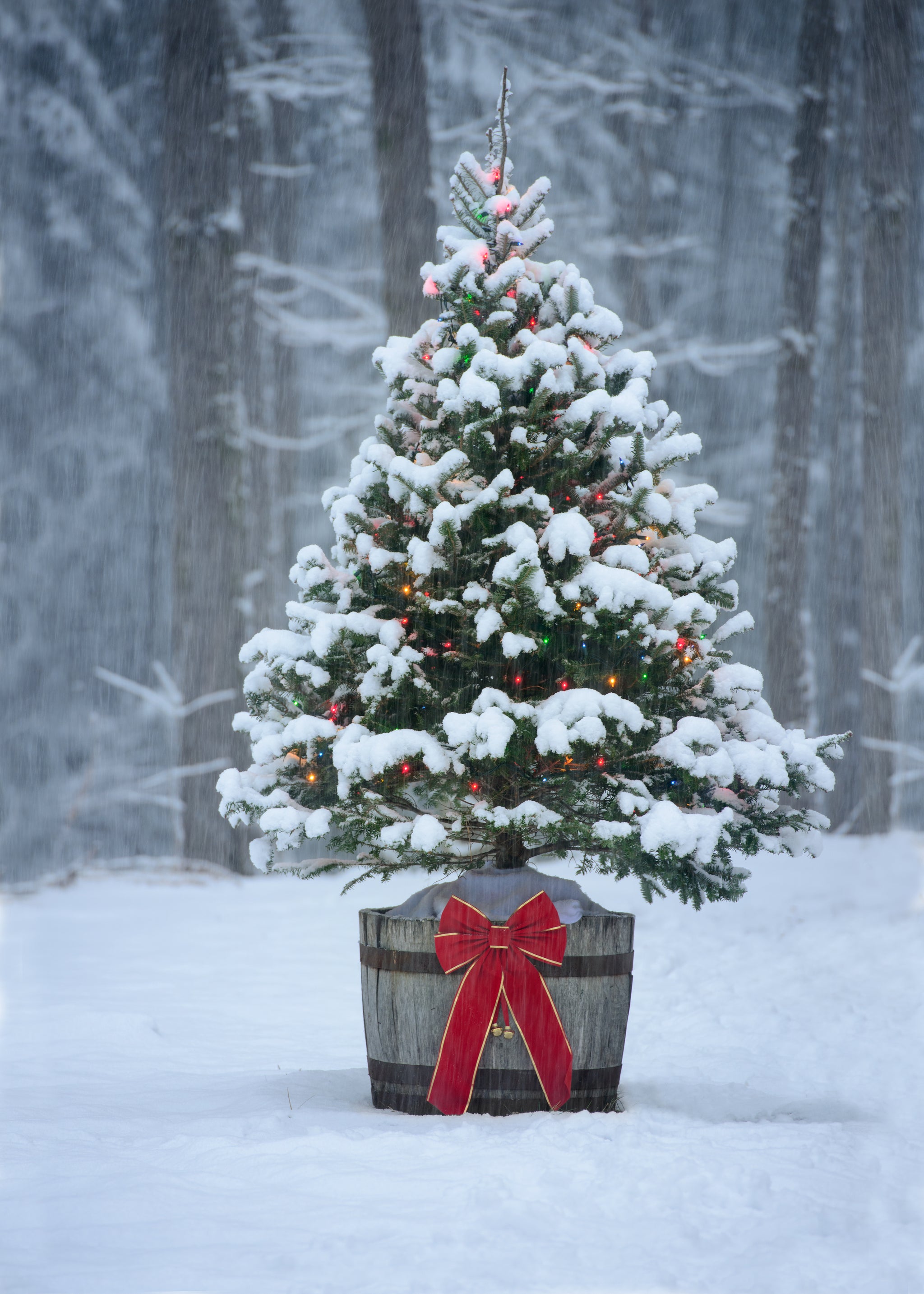 Grow Your Own CHRISTMAS TREE COLLECTION - 4 Gift Packets of Tree Seeds ...