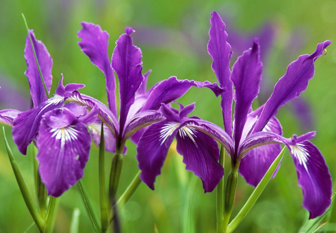 20 Blue & Purple OREGON IRIS ( Tough-Leaf Iris ) Iris Tenax Flower See ...