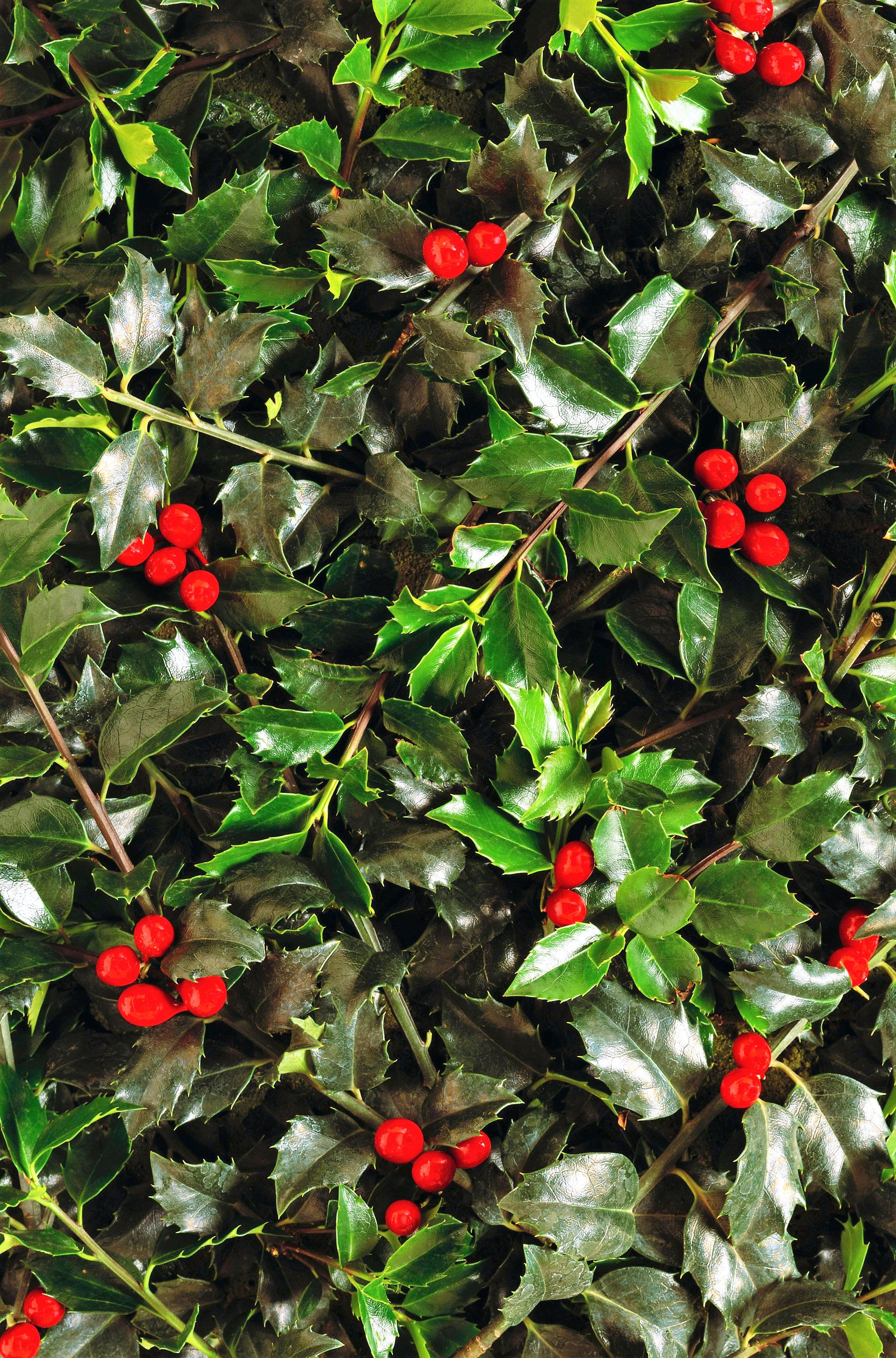 40 AMERICAN HOLLY Ilex Opaca Tree Shrub Evergreen Red Berry Seeds - ak ...