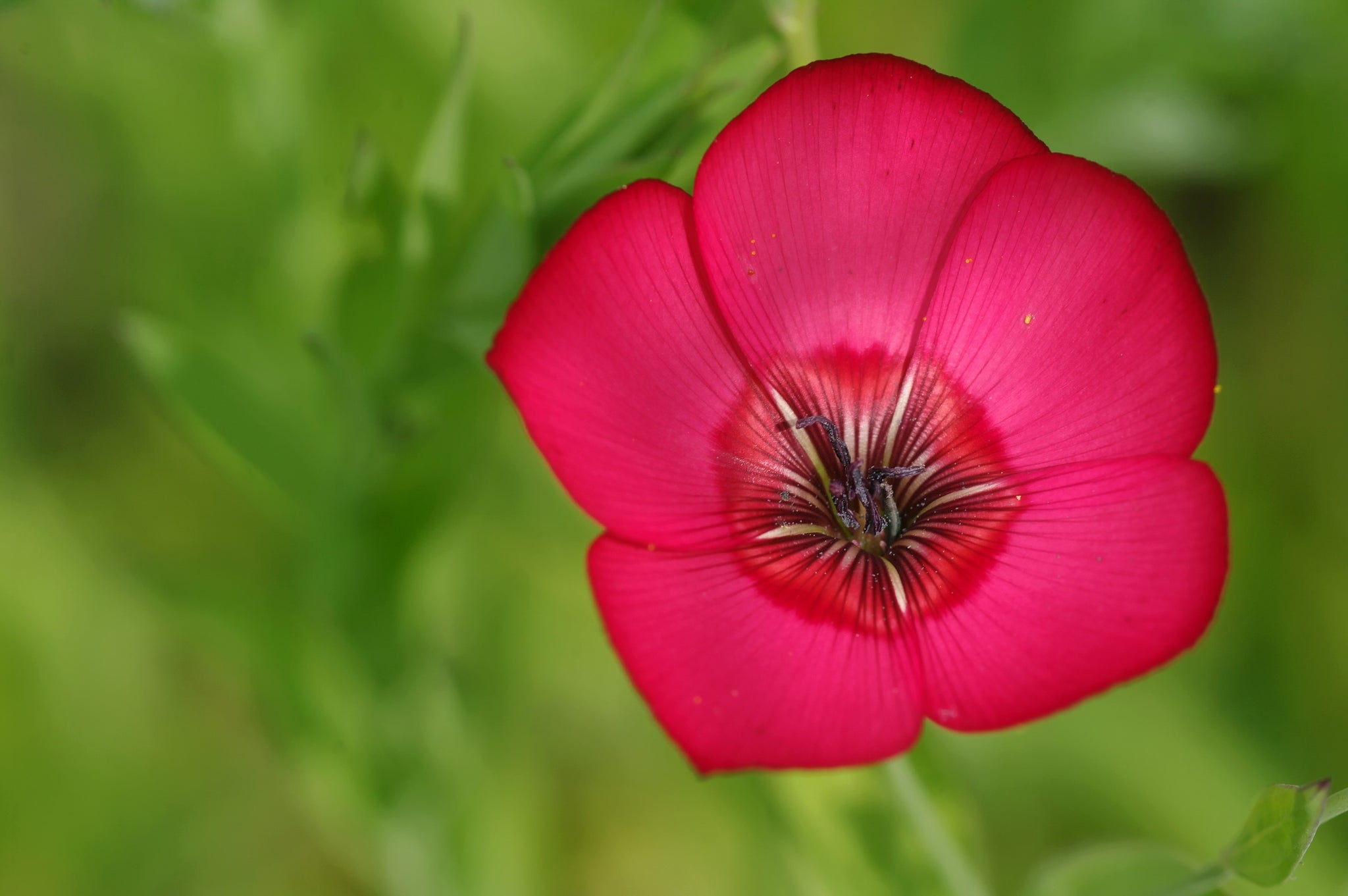 500 Red SCARLET FLAX Linum Grandiflorum Rubrum Flower Seeds – Seedville USA
