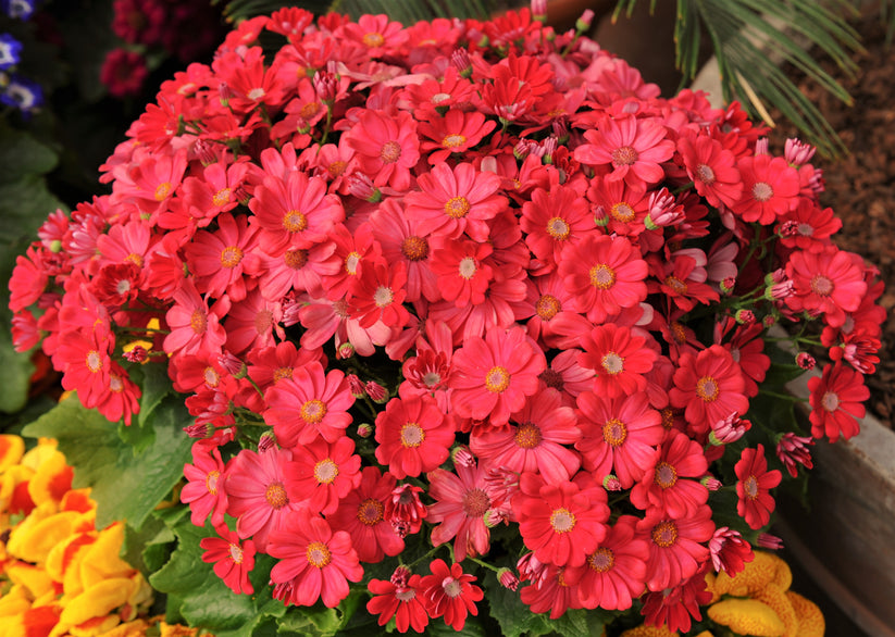 100 CRIMSON FAIRY PRIMROSE Red Primula Malacoides Baby Primrose Shade ...