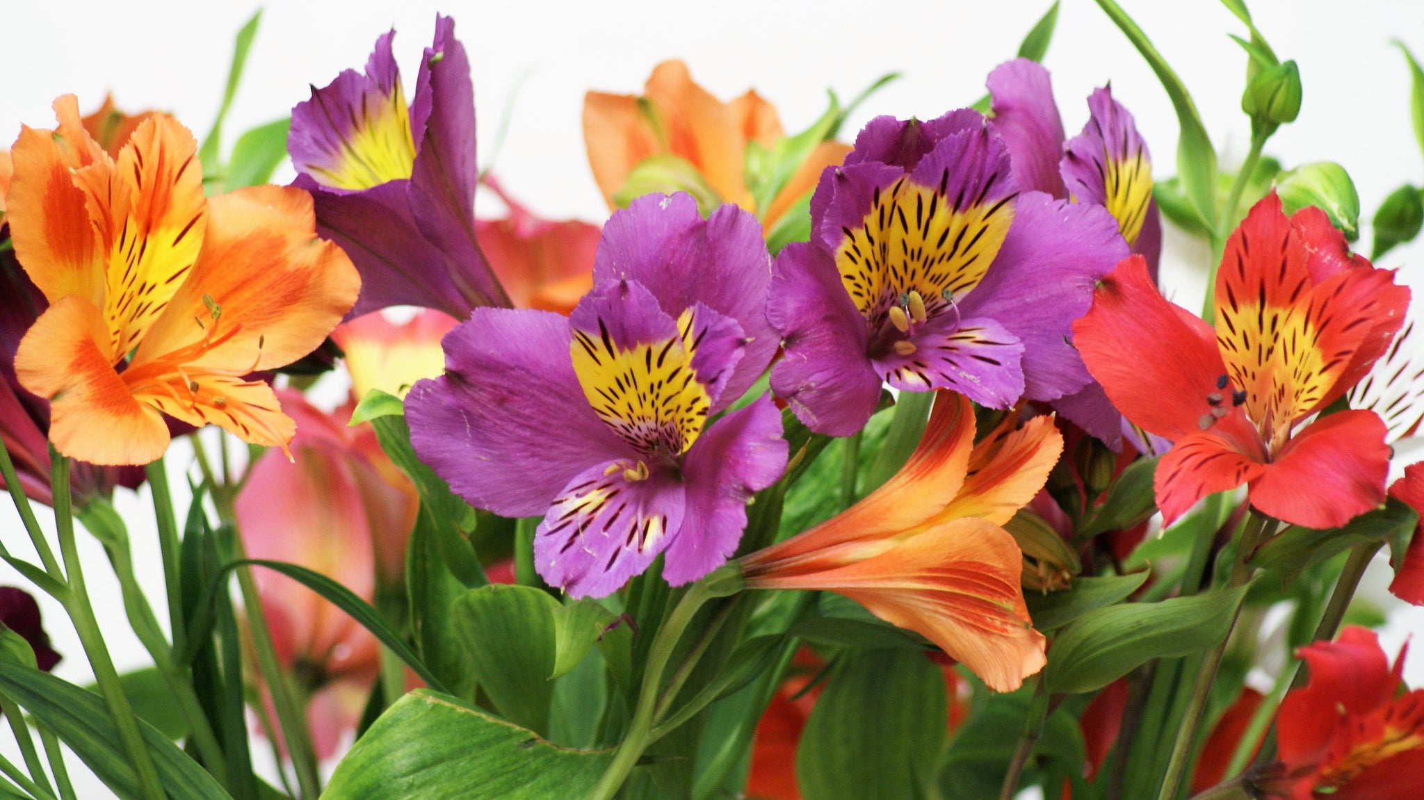 10 PERUVIAN LILY MIX Alstroemeria Ligtu Myers Hybrids Mixed Colors Flo ...