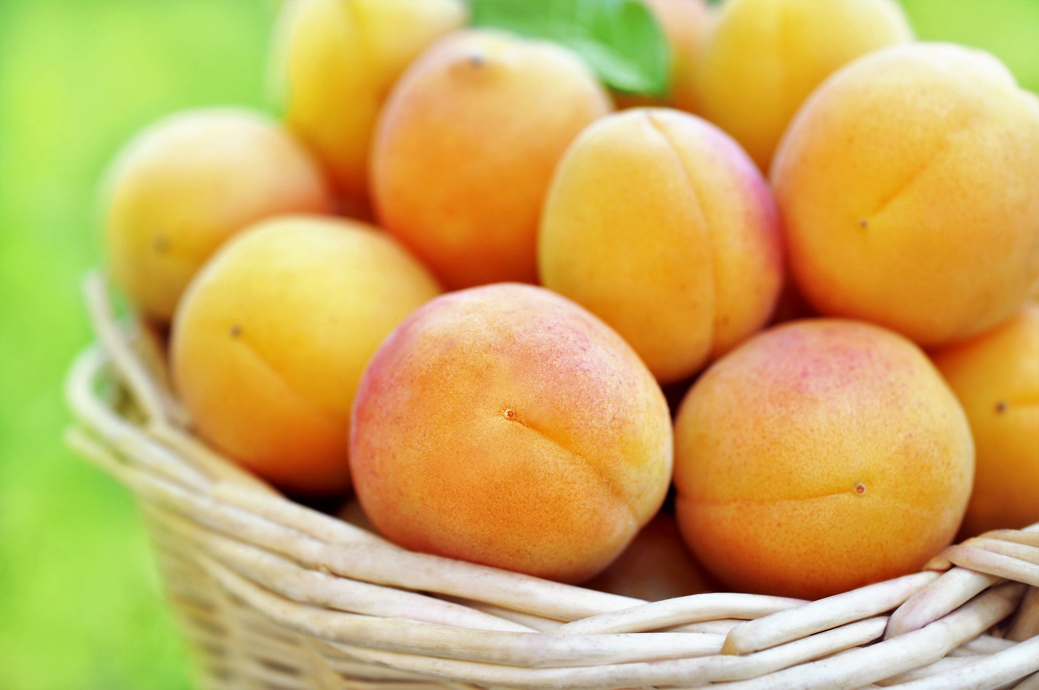 5 COMMON APRICOT Fruit Tree Prunus Armeniaca White Pink Flower Seeds ...