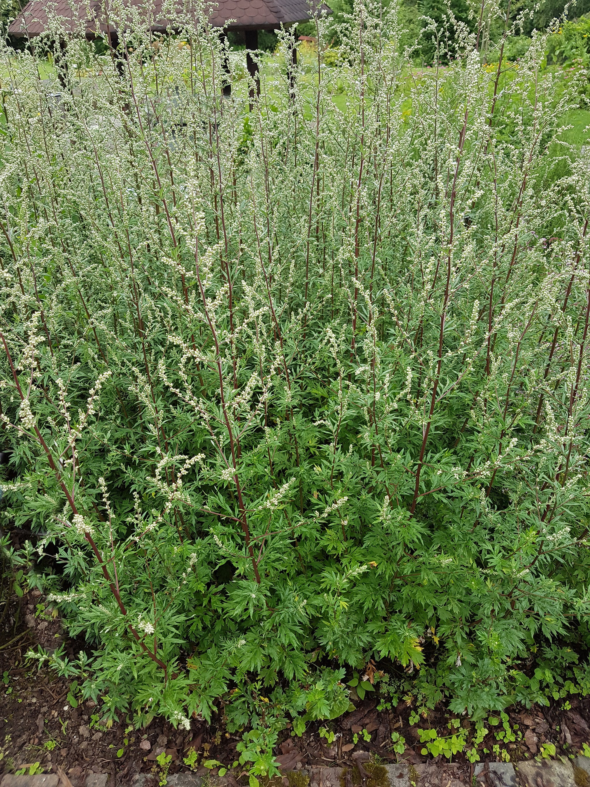 1000 COMMON MUGWORT Artemisia Vulgaris Wild Wormwood Herb Yellow Red F ...