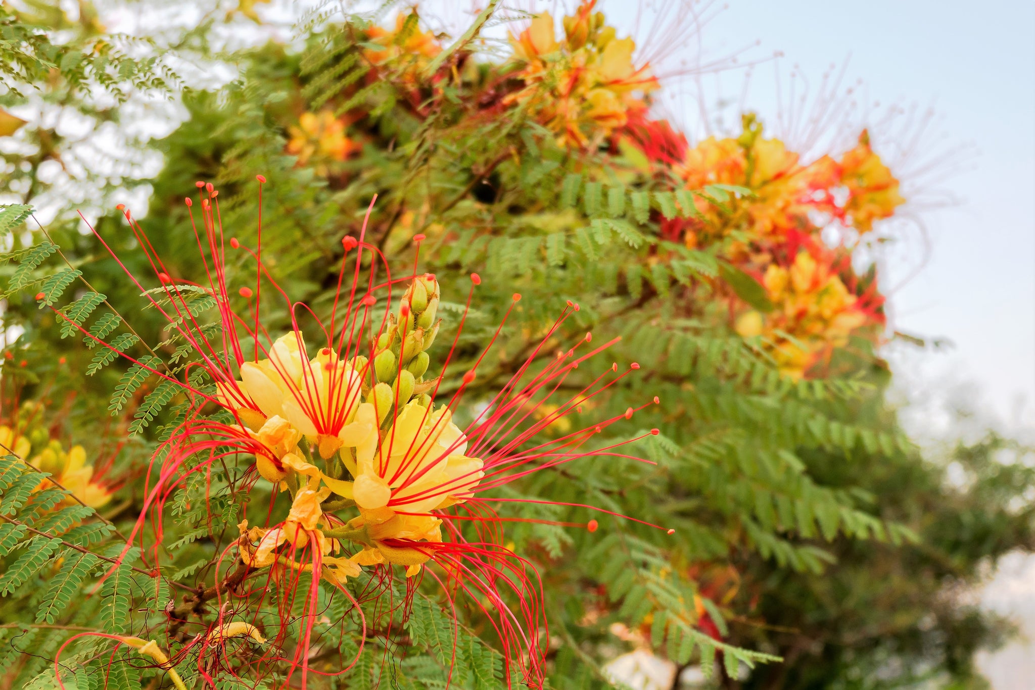 5 DESERT BIRD OF PARADISE Shrub Caesalpinia Gilliesii Poinciana Red & – Seedville USA