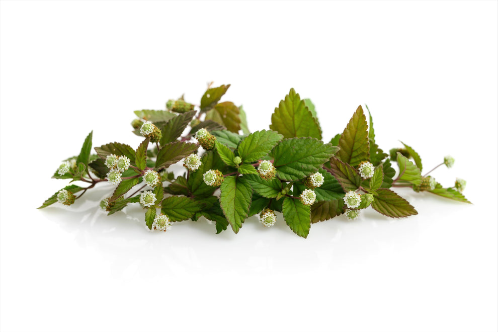100 AZTEC SWEET HERB aka Honeyherb, Lippia, Mayan Mint, Dulce Buttons ...