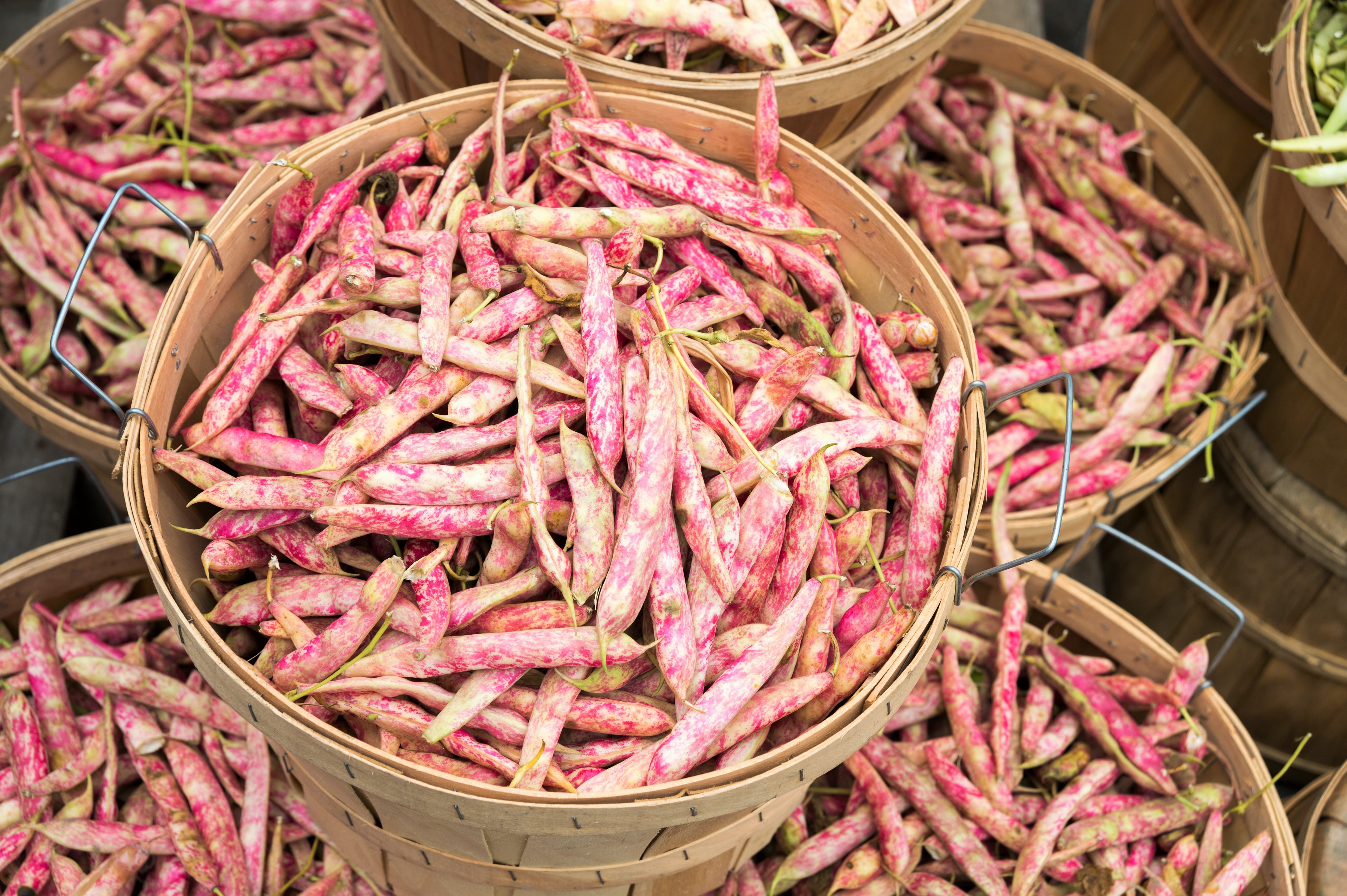 25 DWARF HORTICULTURE BEAN Taylor Long French Phaseolus Vulgaris Veget ...