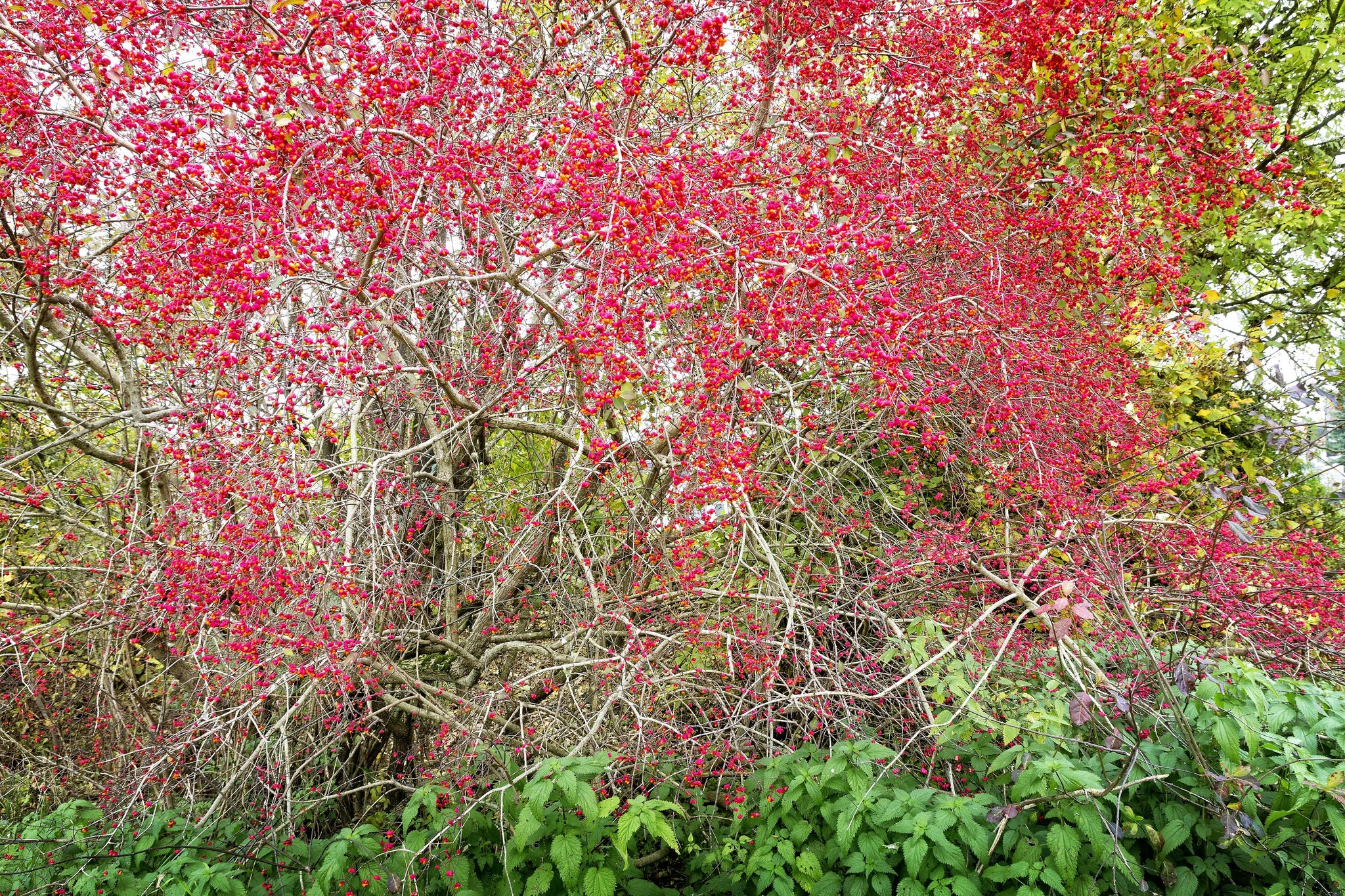 25 EUROPEAN SPINDLE TREE Euonymus Europaeus Spindletree Pink & Orange ...
