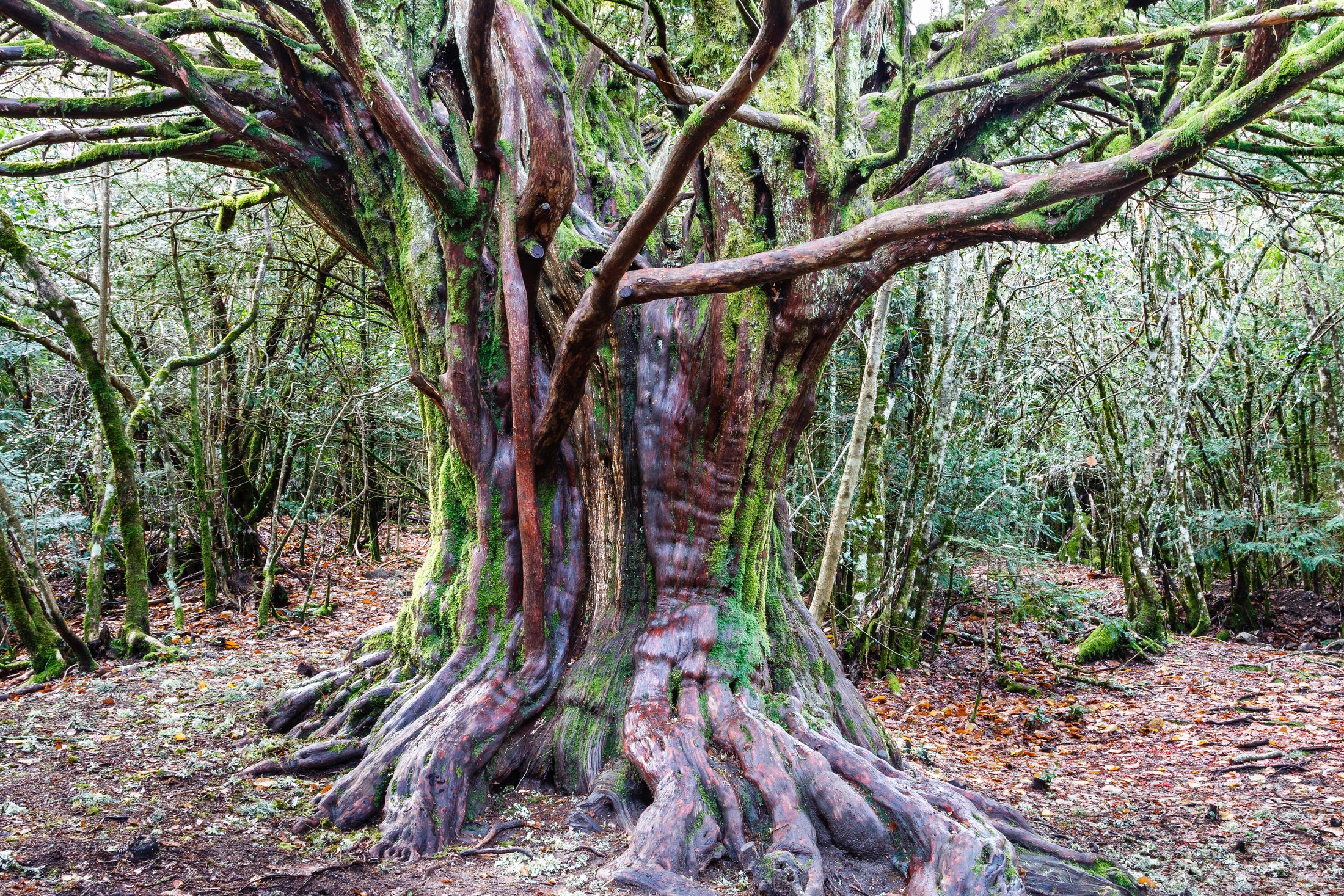 10 PACIFIC YEW Tree Taxus Baccata Brevifolia Evergreen Conifer Sun or ...