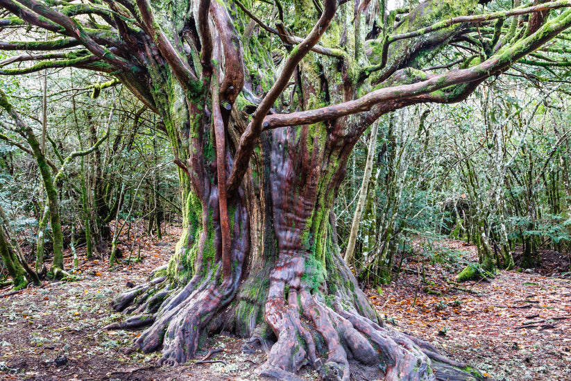 10 PACIFIC YEW Tree Taxus Baccata Brevifolia Evergreen Conifer Sun or ...