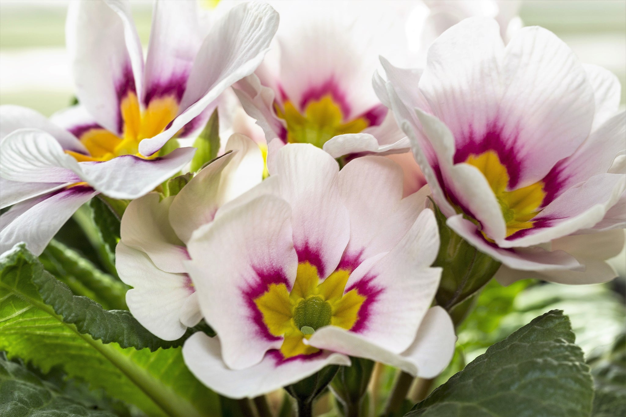 50 MIXED ENGLISH PRIMROSE Primula Vulgaris Acaulis Shade Houseplant Fl ...