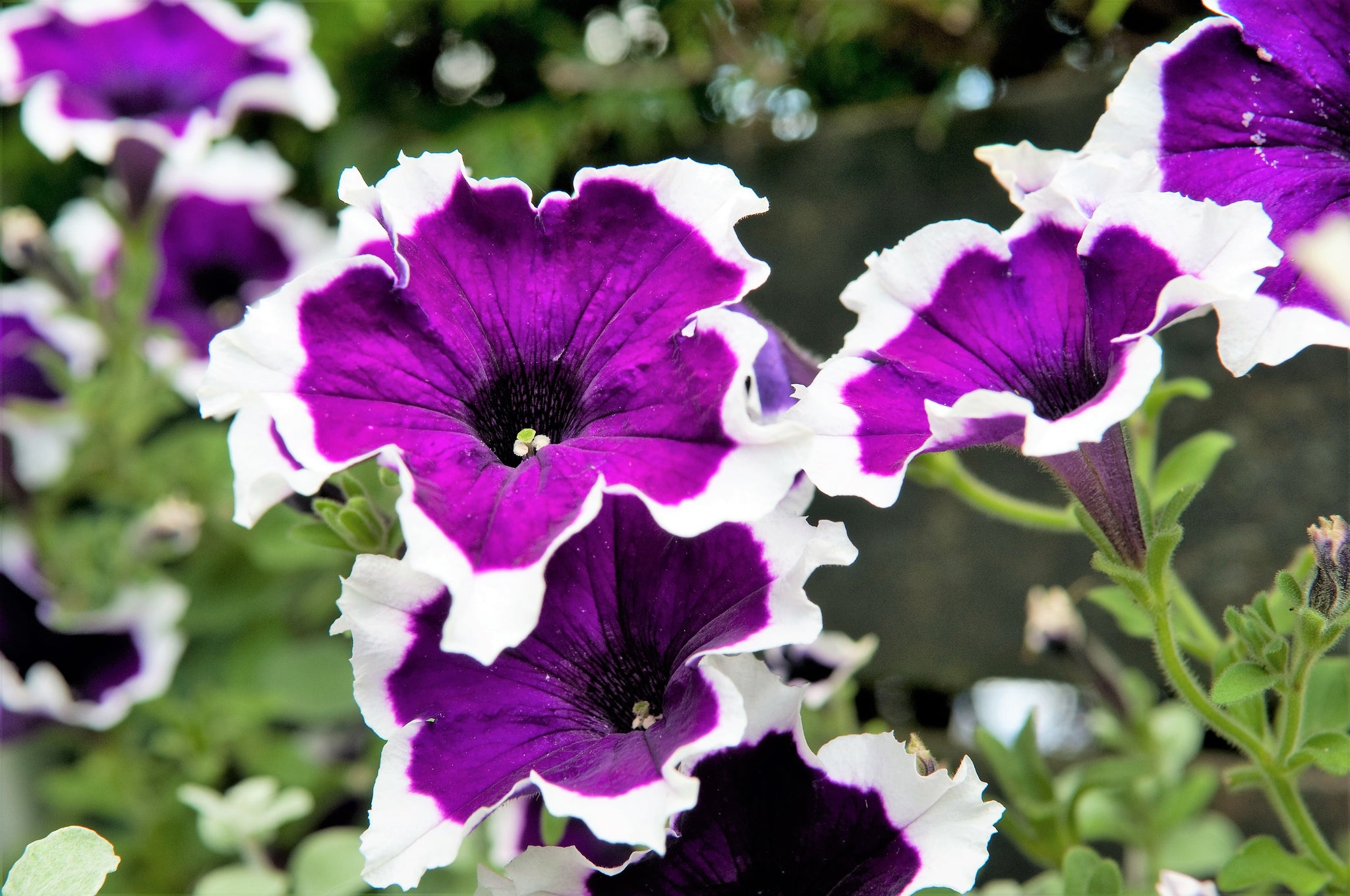 50 PICOTEE MIX PETUNIA Multiflora Mixed Colors Bicolor White Blue Purp ...
