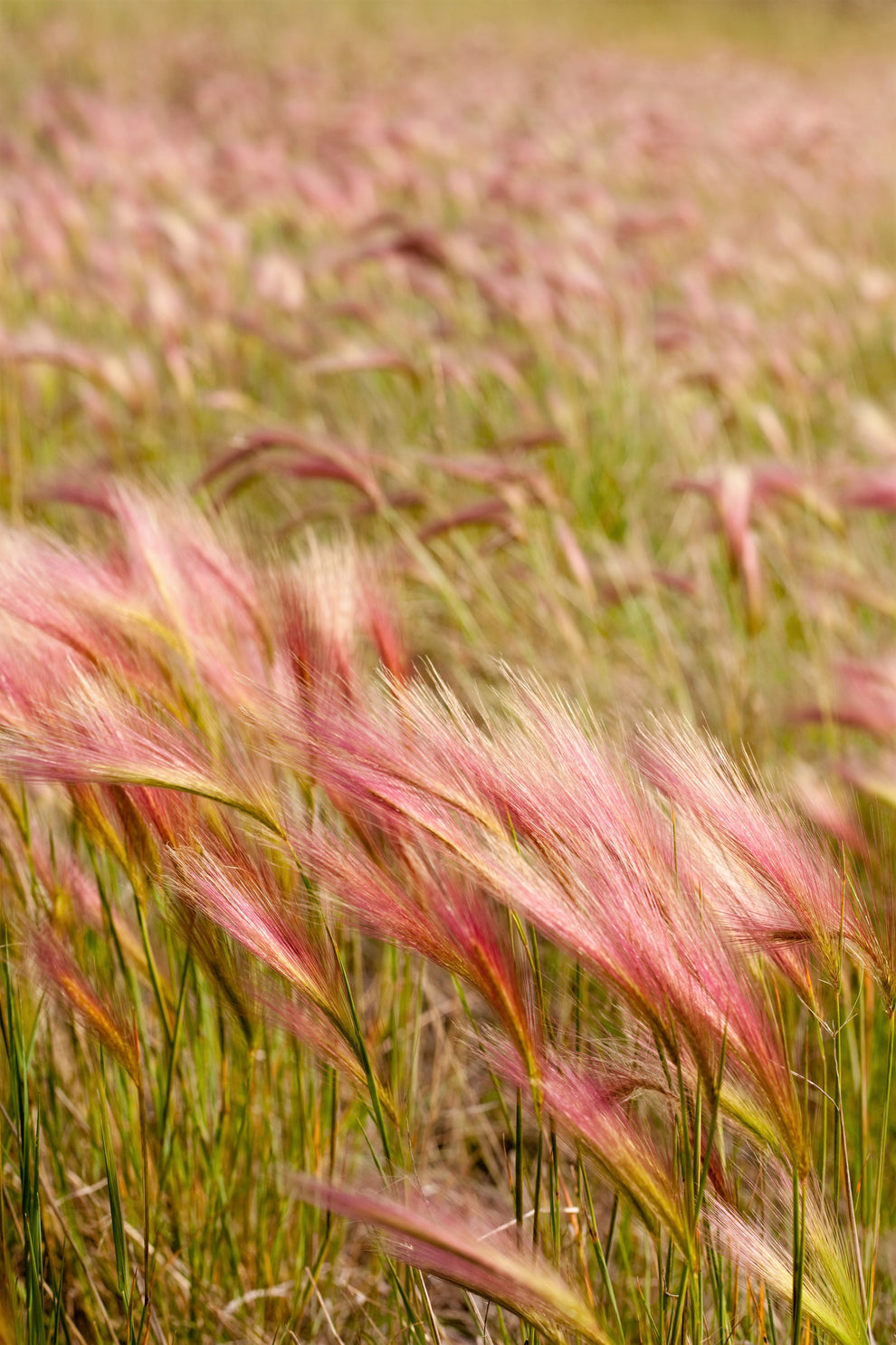 40 SQUIRREL TAIL Barley GRASS (Foxtail Barley) Hordeum Jubatum Ornamen ...