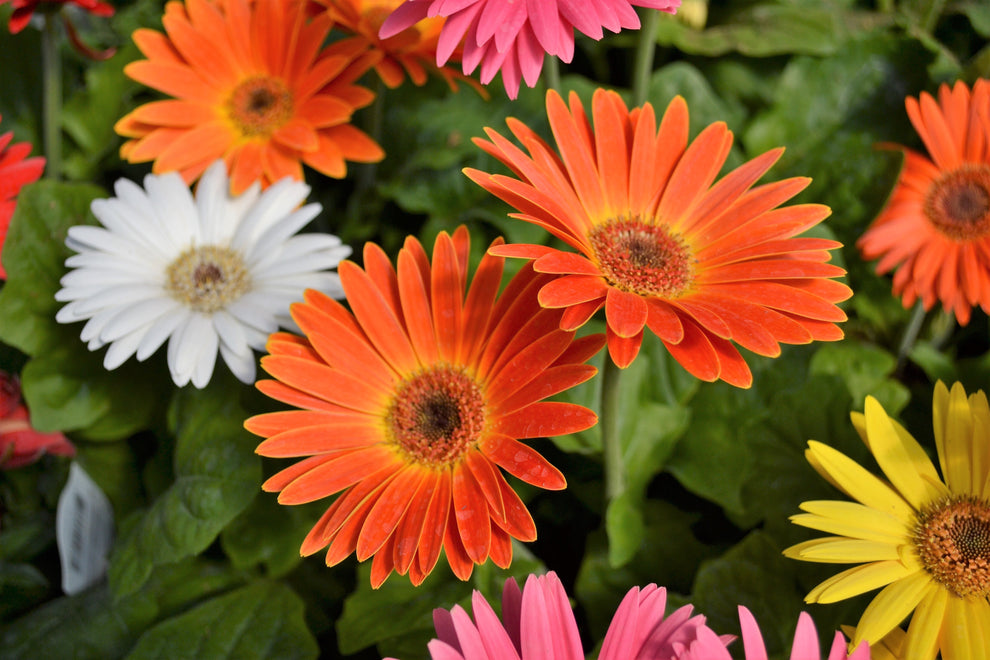 20 GERBER DAISY Mix Gerbera Jamesonii aka Barberton or African Daisy M ...
