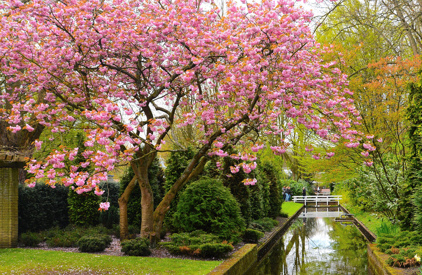 10 JAPANESE FLOWERING CHERRY Tree Oriental Prunus Serrulata Flower See ...