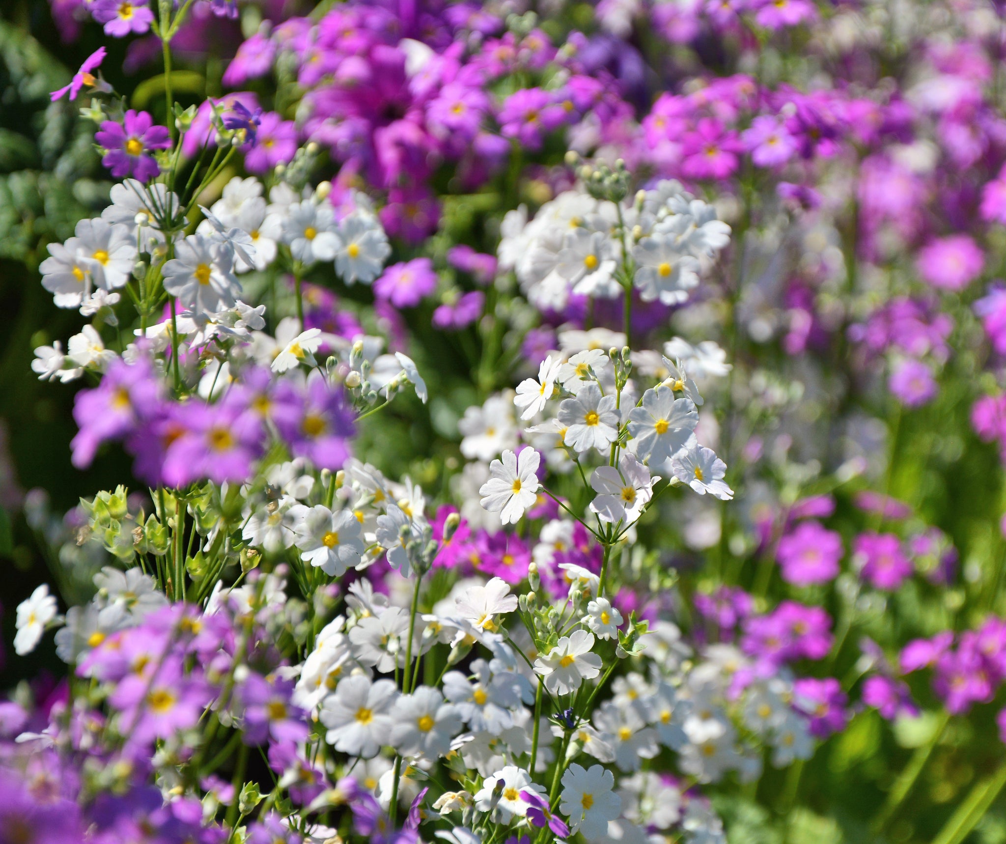 100 Mixed Colors FAIRY PRIMROSE Primula Malacoides Red Pink Purple Whi ...
