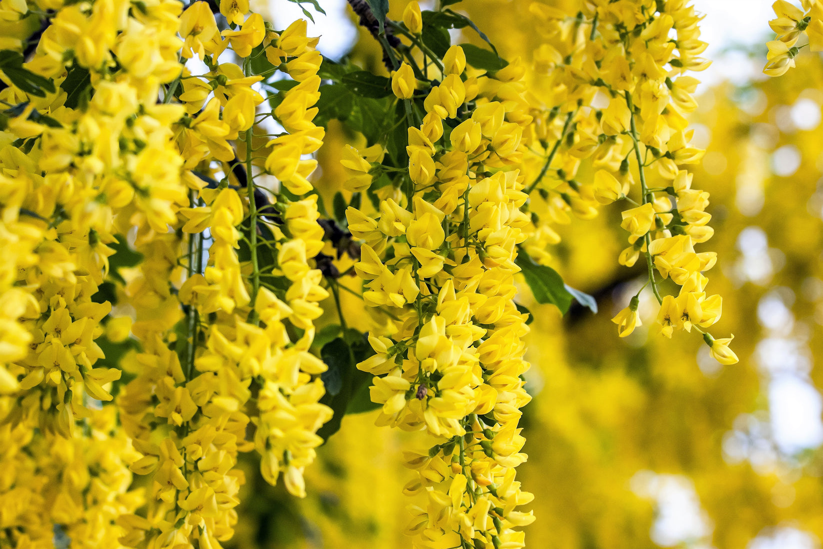 25 SIBERIAN PEASHRUB Caragana Arborescens Peatree Yellow Flower Legume ...