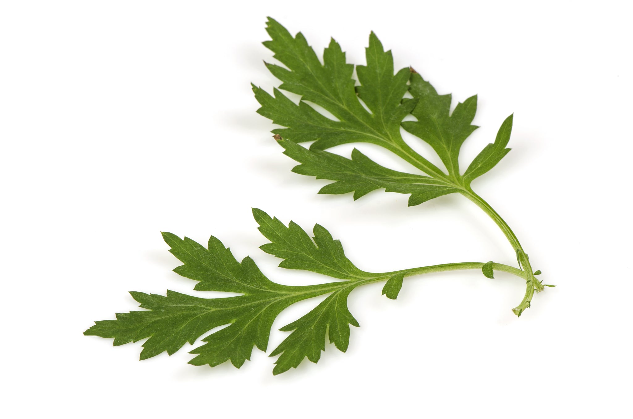 1000 COMMON MUGWORT Artemisia Vulgaris Wild Wormwood Herb Yellow Red F ...