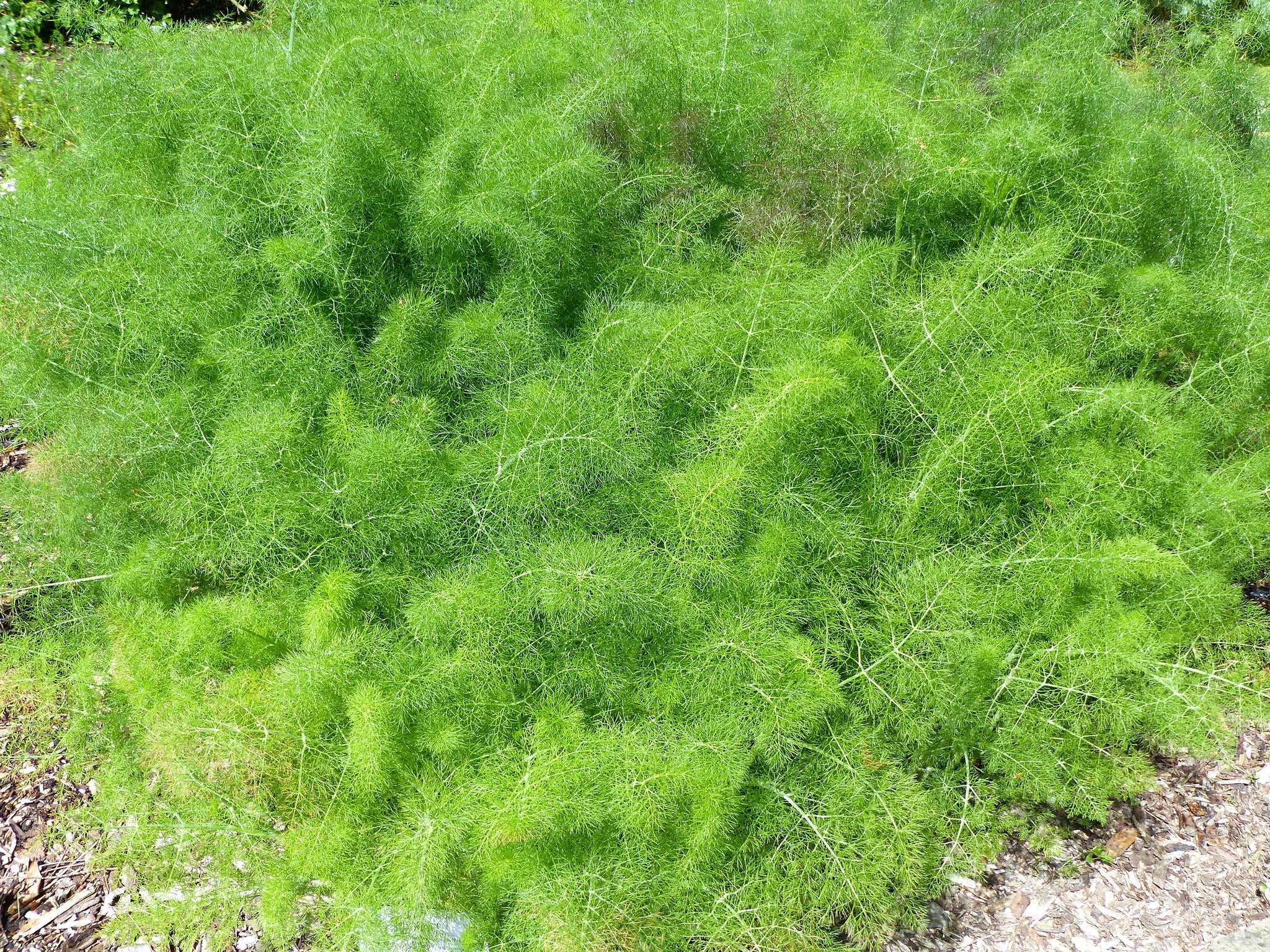 15 GIANT FENNEL Ferula Communis Gigantea Yellow Flower Herb Seeds ...